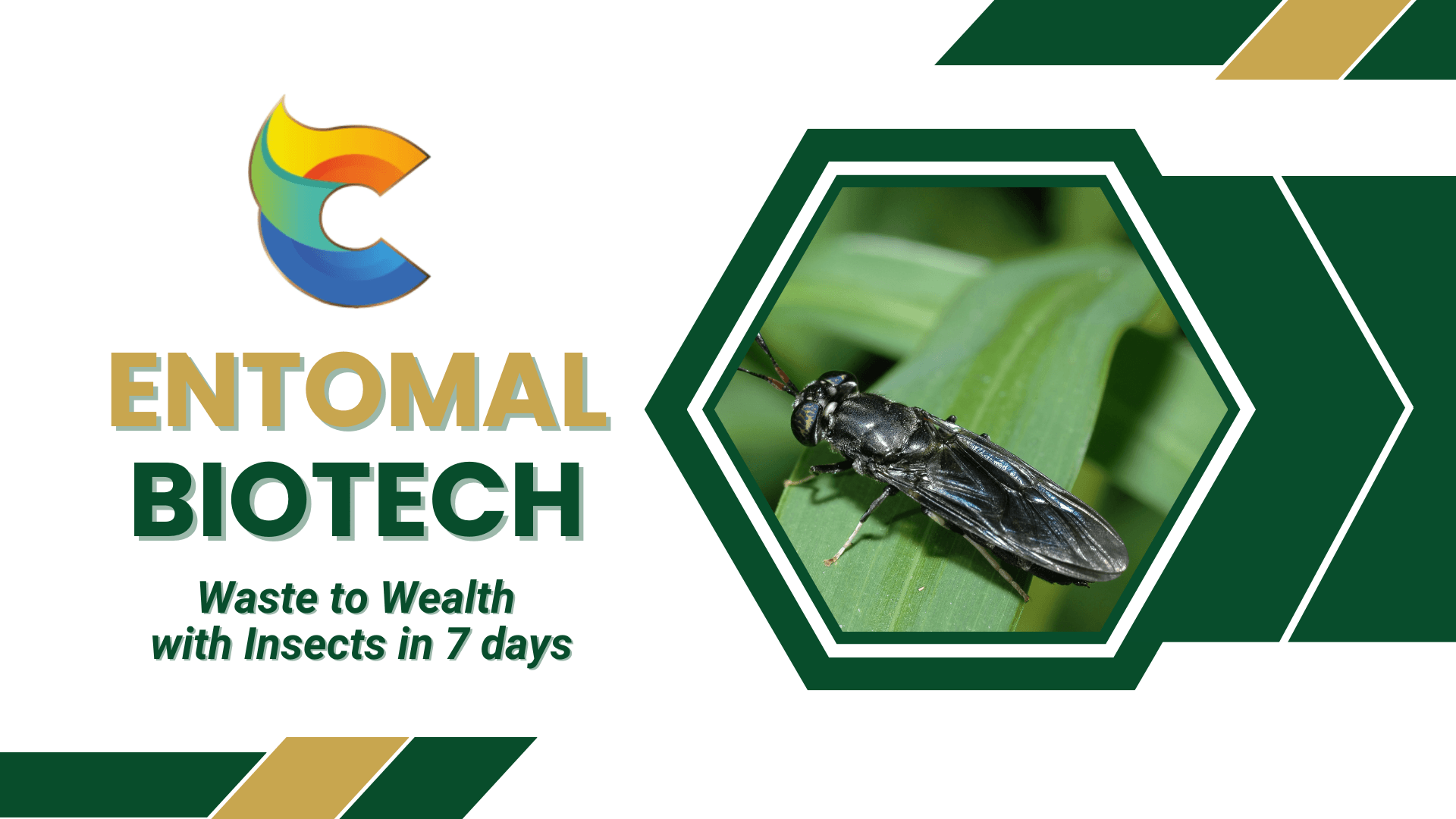 Entomal Biotech - Waste to Wealth with Insects in 7 days